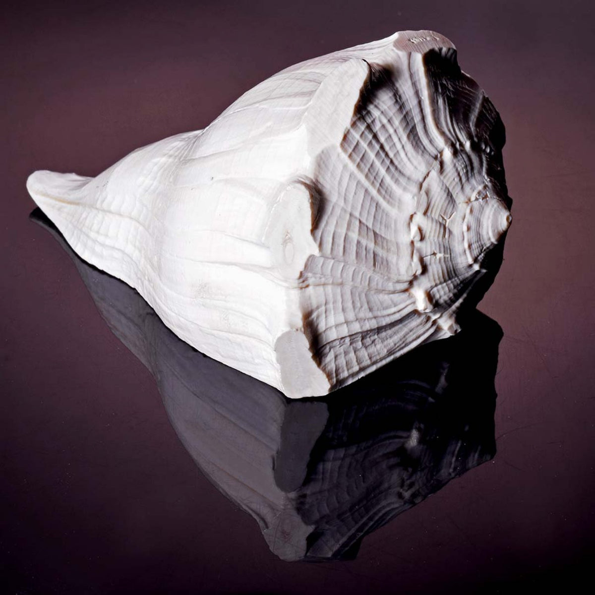 Buy Original Dakshinavarti Shankh Small Size Online – Prabhubhakti