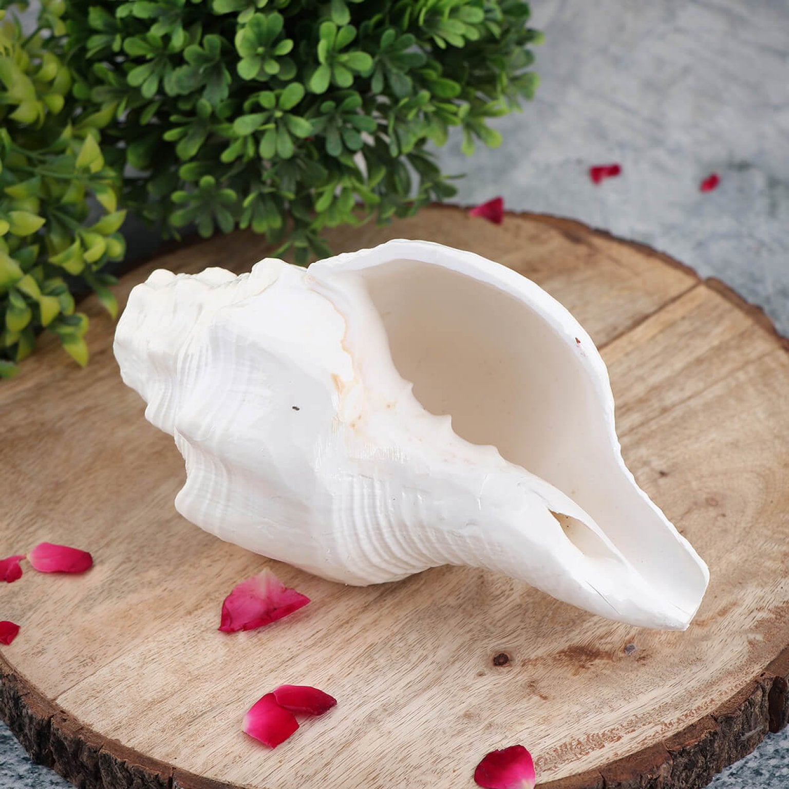 Original Blowing Shankh (Big Size) – Prabhubhakti