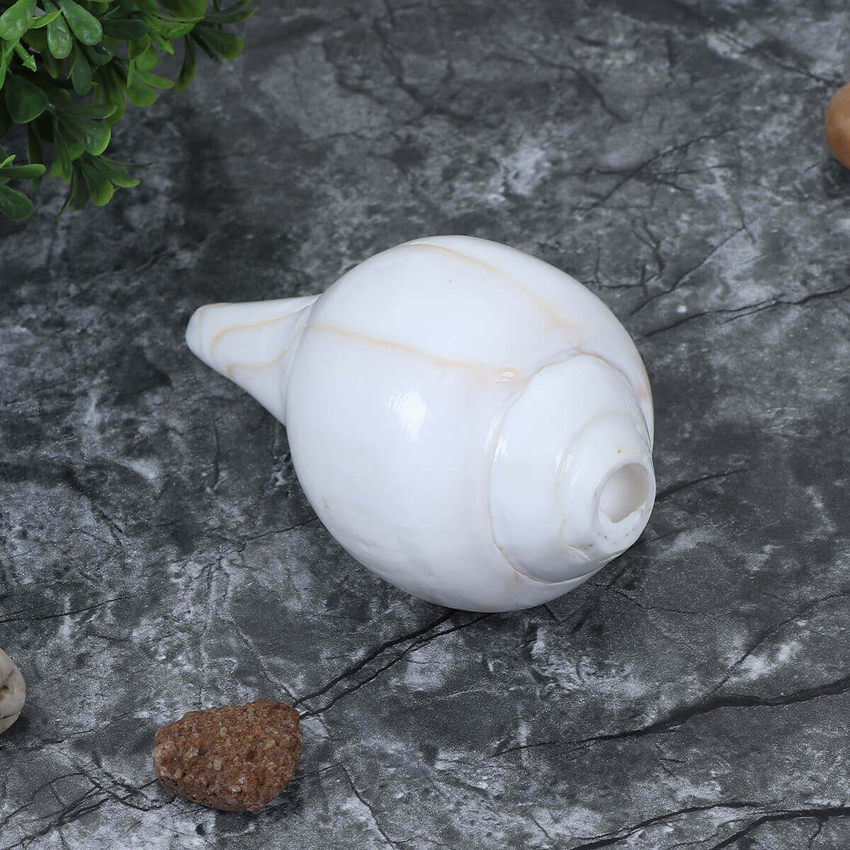 Buy original blowing shankh online – Prabhubhakti