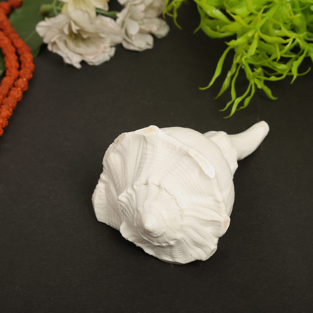 Buy Original Dakshinavarti Shankh Small Size Online – Prabhubhakti