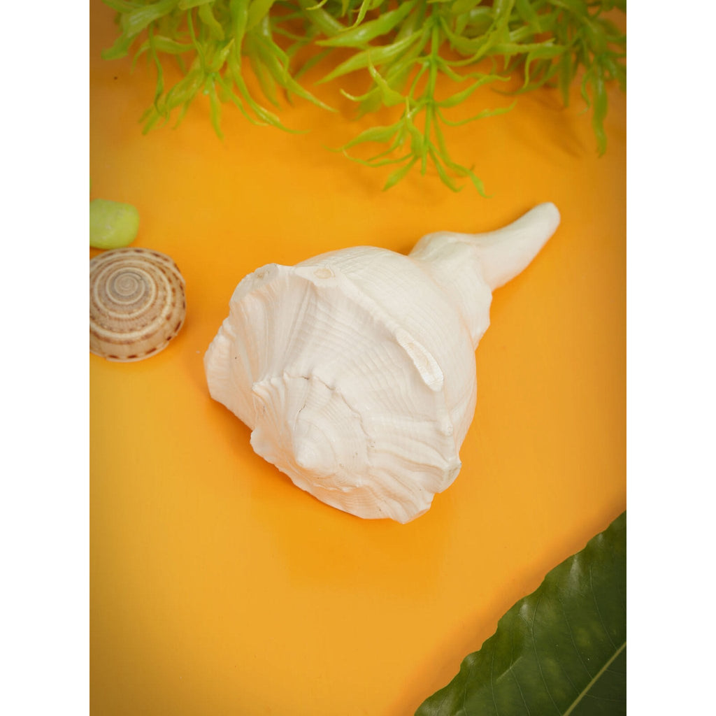 Buy Original Dakshinavarti Shankh Small Size Online – Prabhubhakti